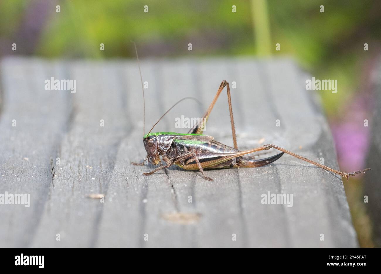 Bog bush-cricket (Metrioptera brachyptera), female Stock Photo - Alamy