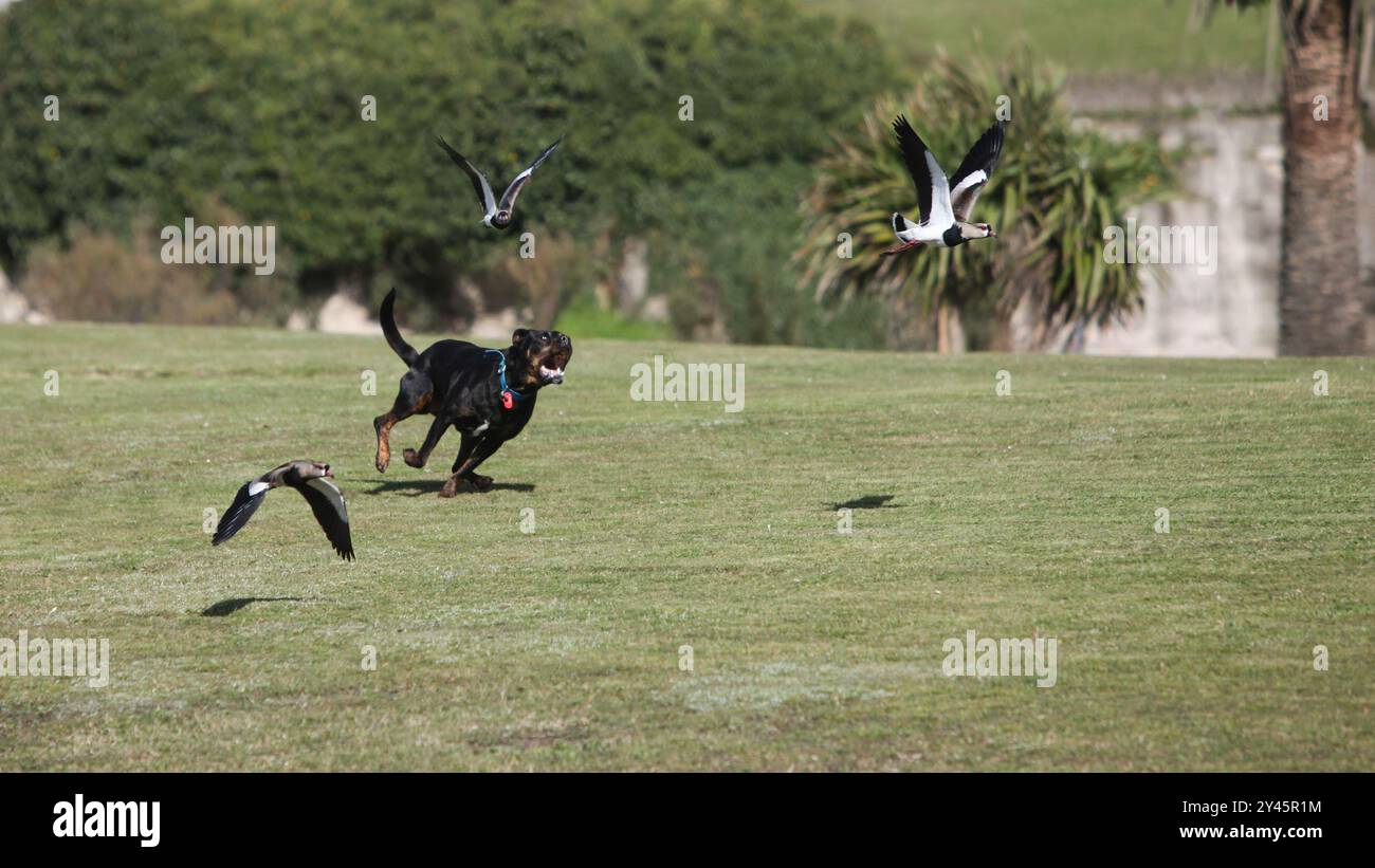 Green energy in action birds hi-res stock photography and images - Alamy