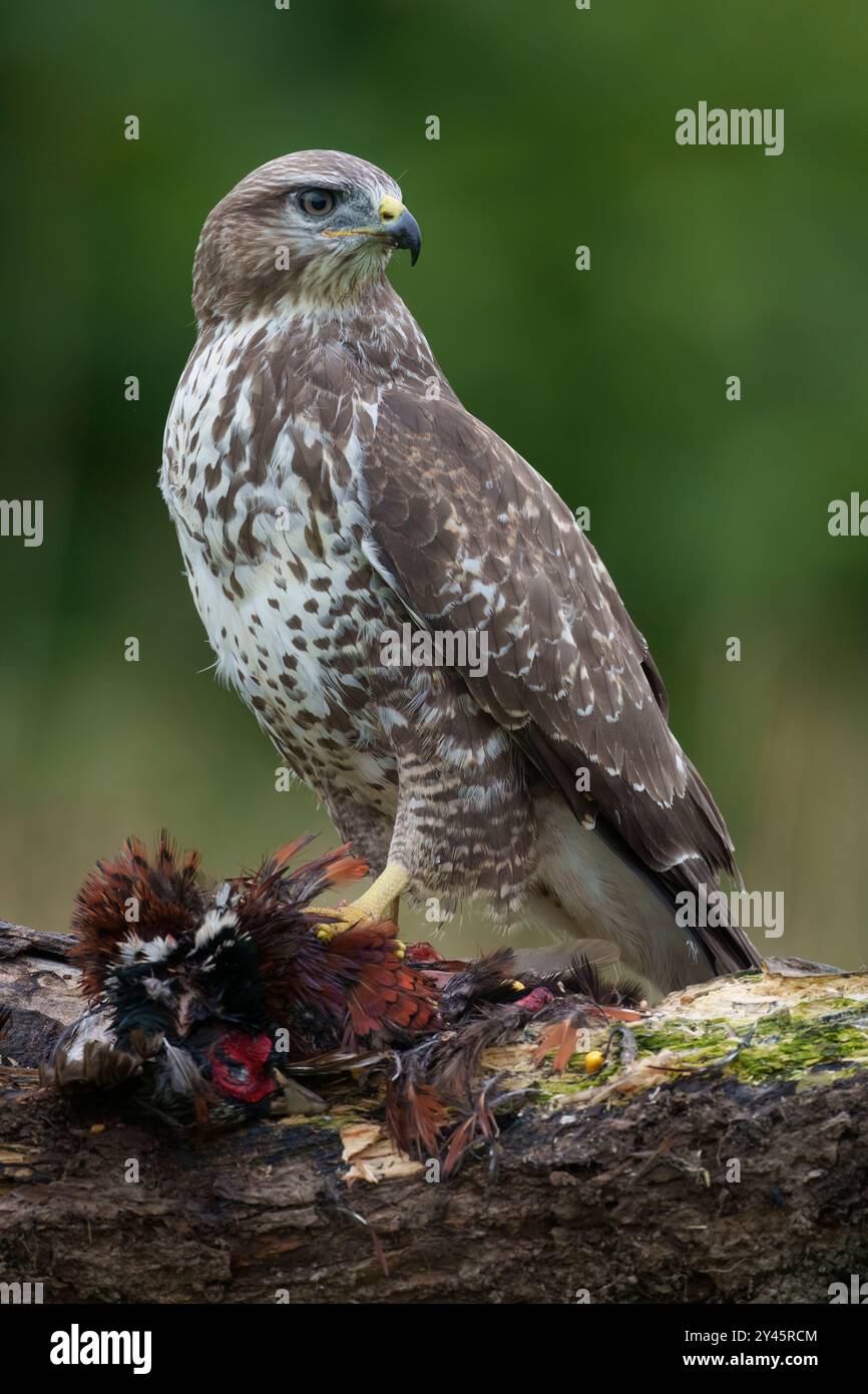 Common buzzard, juvenile bird, buteo buteo, on prey, North Wales Stock ...