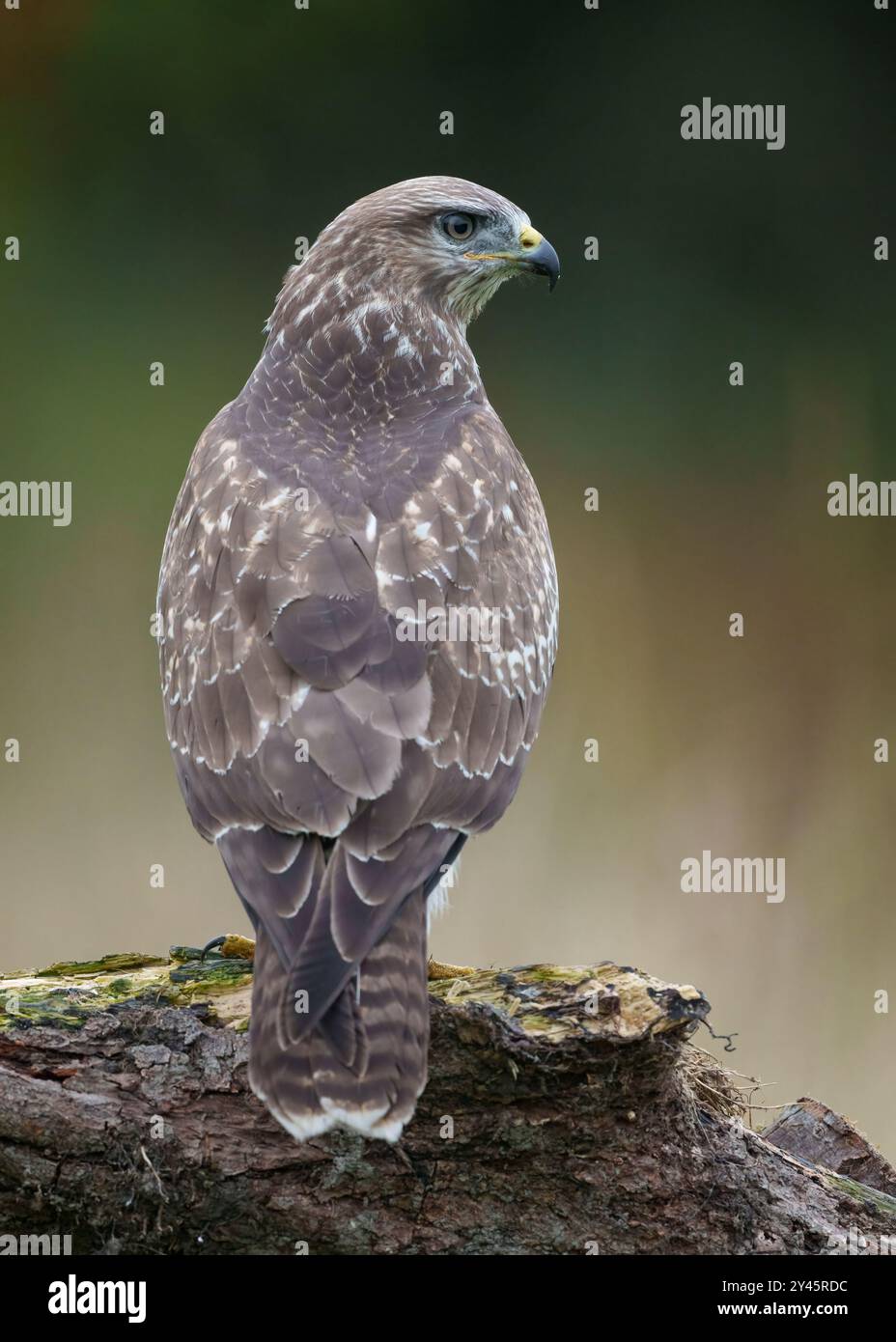 Common buzzard, juvenile bird, buteo buteo, North Wales Stock Photo - Alamy