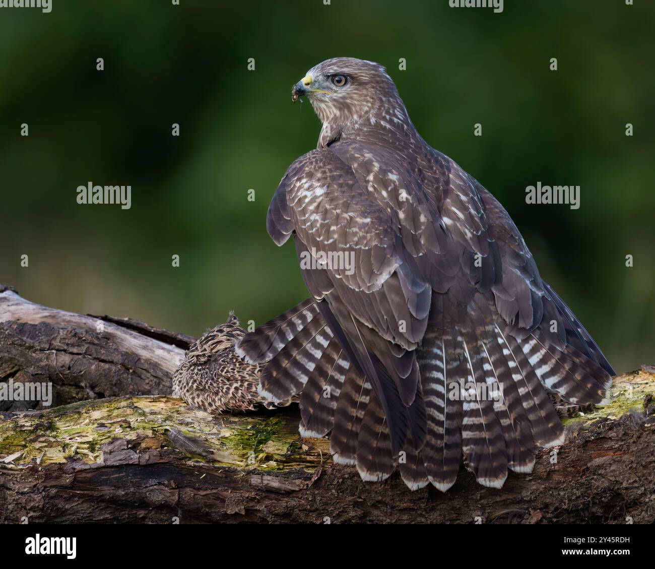 Common buzzard, juvenile bird, buteo buteo, mantling on prey, North ...