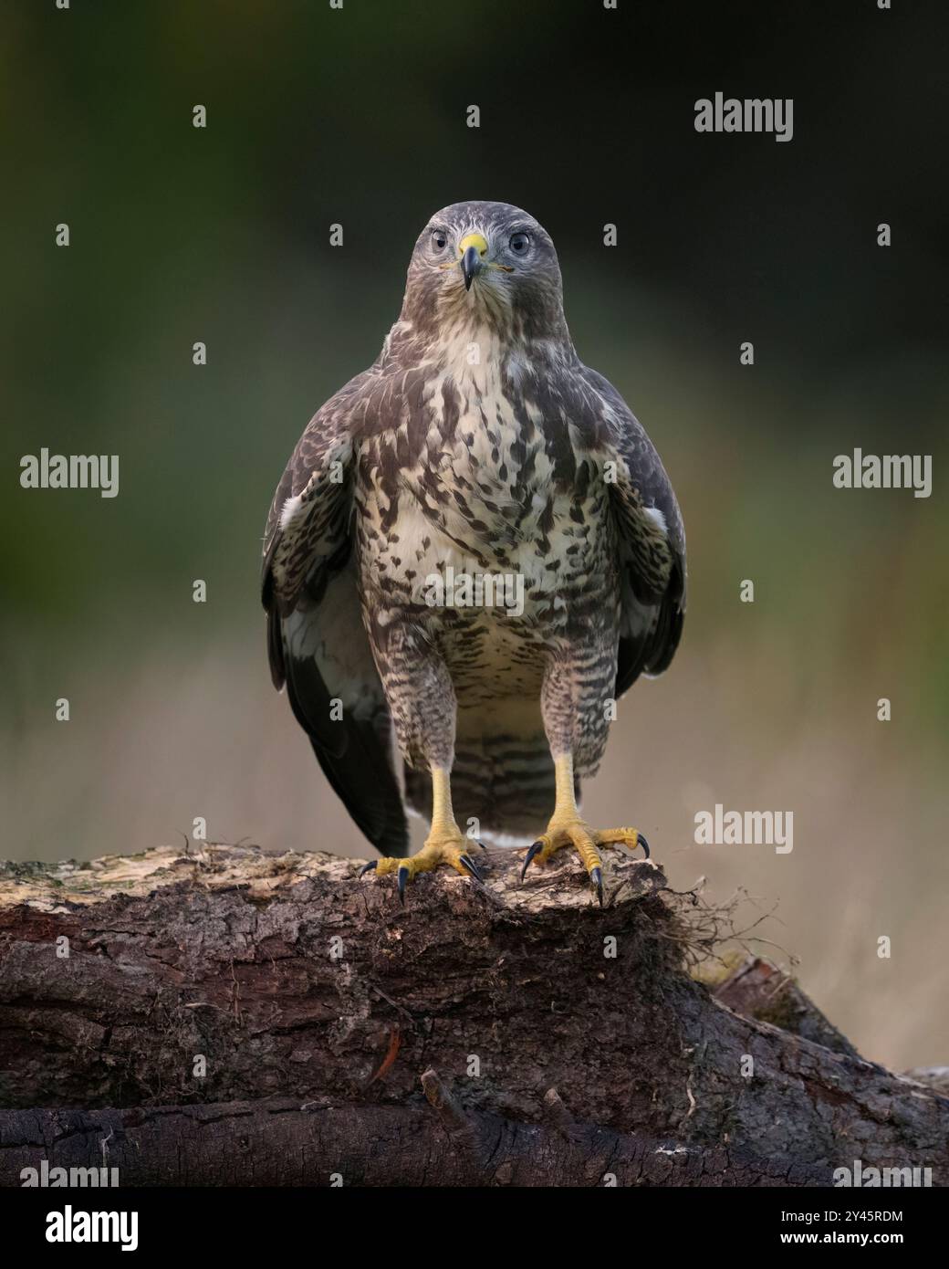 Common buzzard, juvenile bird, buteo buteo, North Wales Stock Photo - Alamy