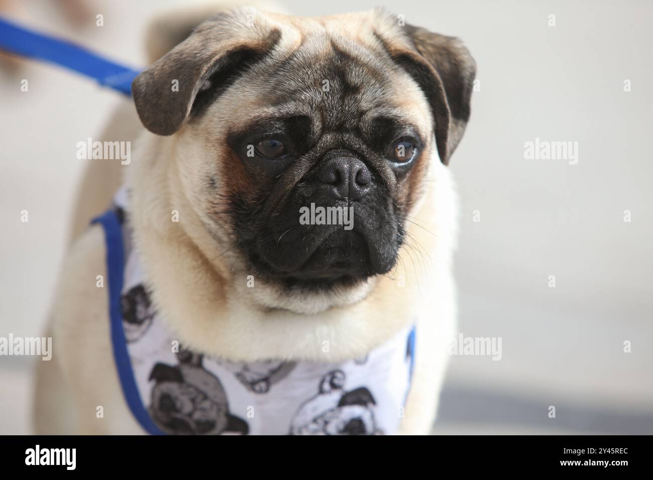 closeup portrait of a pug dog in the street on a leash wearing jacket ...