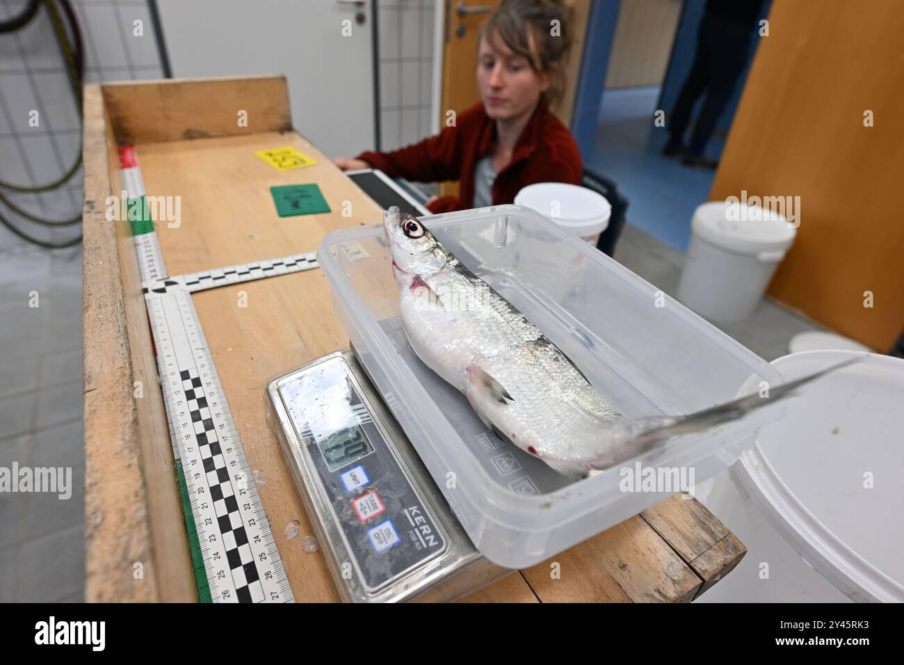 Paula fish hi-res stock photography and images - Alamy
