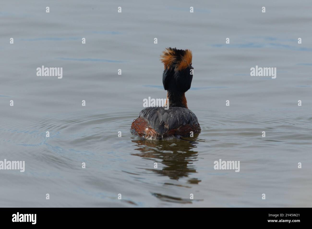 Rear view of horned grebe (Podiceps auritus) shows “horns,” feather ...