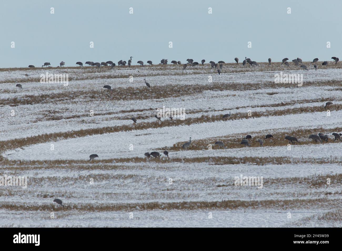 Sandhill cranes (Antigone canadensis) pause to feed in a snowy field ...