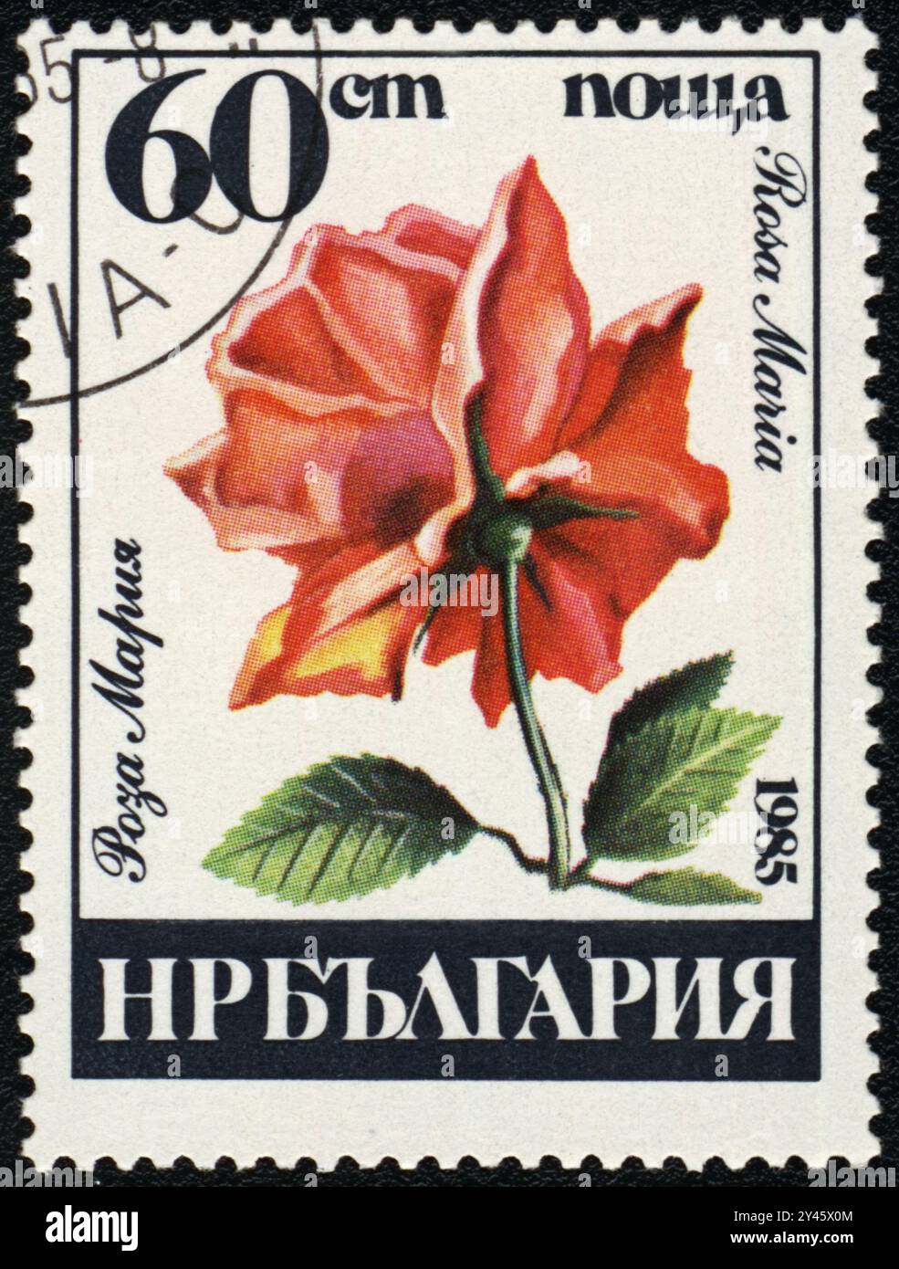 A postage stamp printed in BULGARIA shows a red rose Maria isolated on ...
