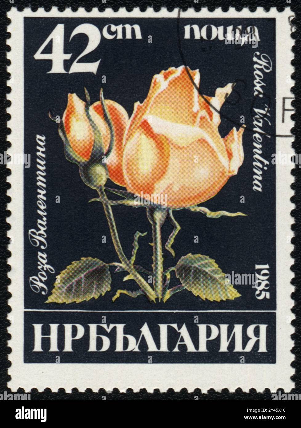 A postage stamp printed in BULGARIA shows a tea-rose rose Valentina ...