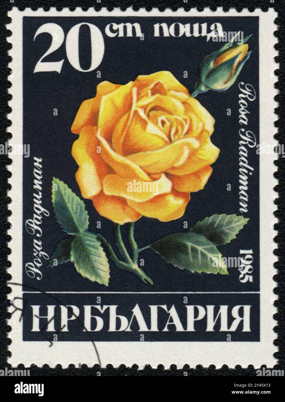 A postage stamp printed in BULGARIA shows a yellow rose Radiman ...