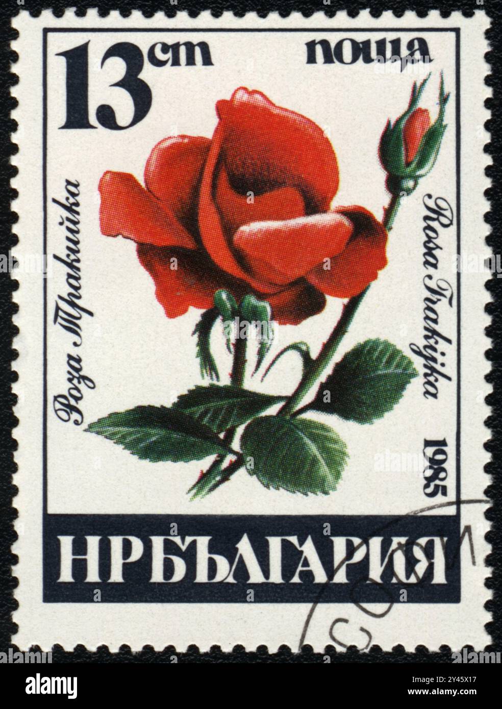A postage stamp printed in BULGARIA shows a red rose Frakijka isolated ...