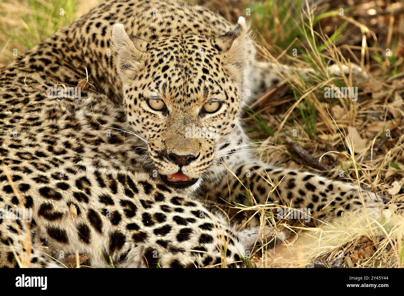 Angry leopard snarling after having been disturbed by us while relaxing ...