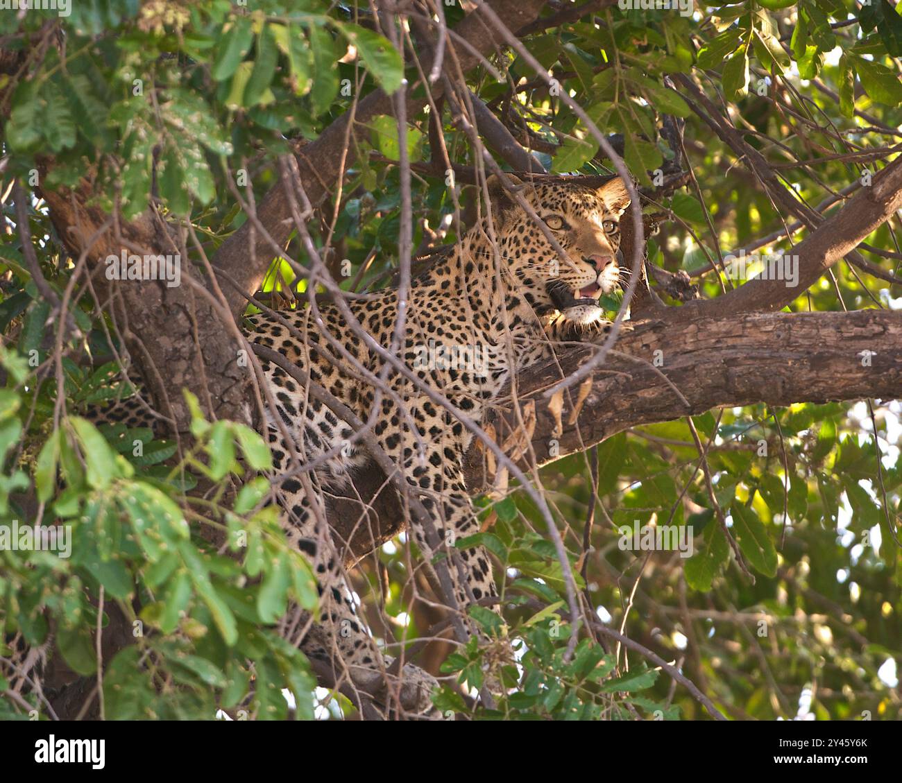 Leopard high up in leafy tree with paws hanging down surveying the ...