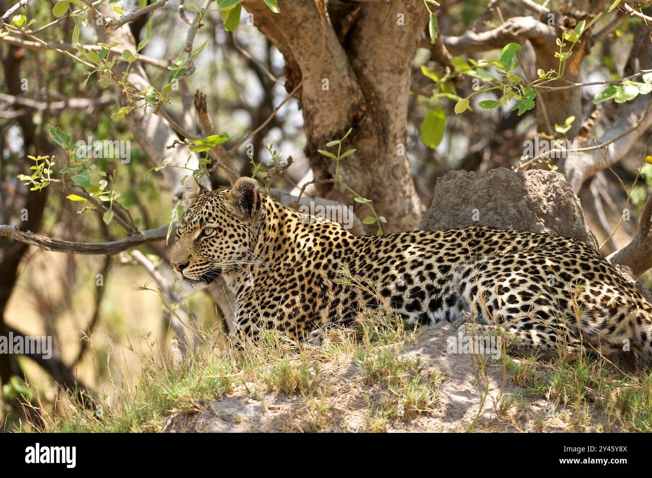 Leopard sitting lengthwise on a termite mound by a tree trunk surveying ...