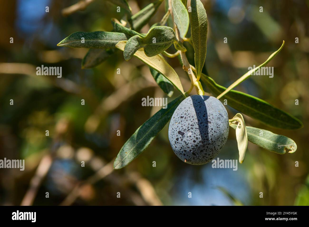 Two black olives growing on a branch of an olive tree Stock Photo - Alamy