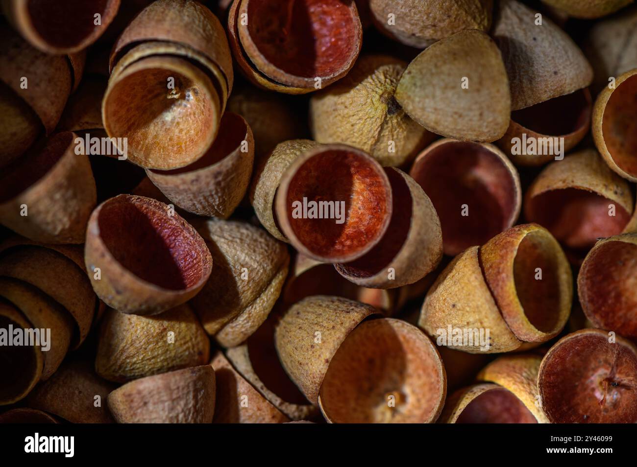 macro photography of eucalyptus seed pods abstract background , nature ...