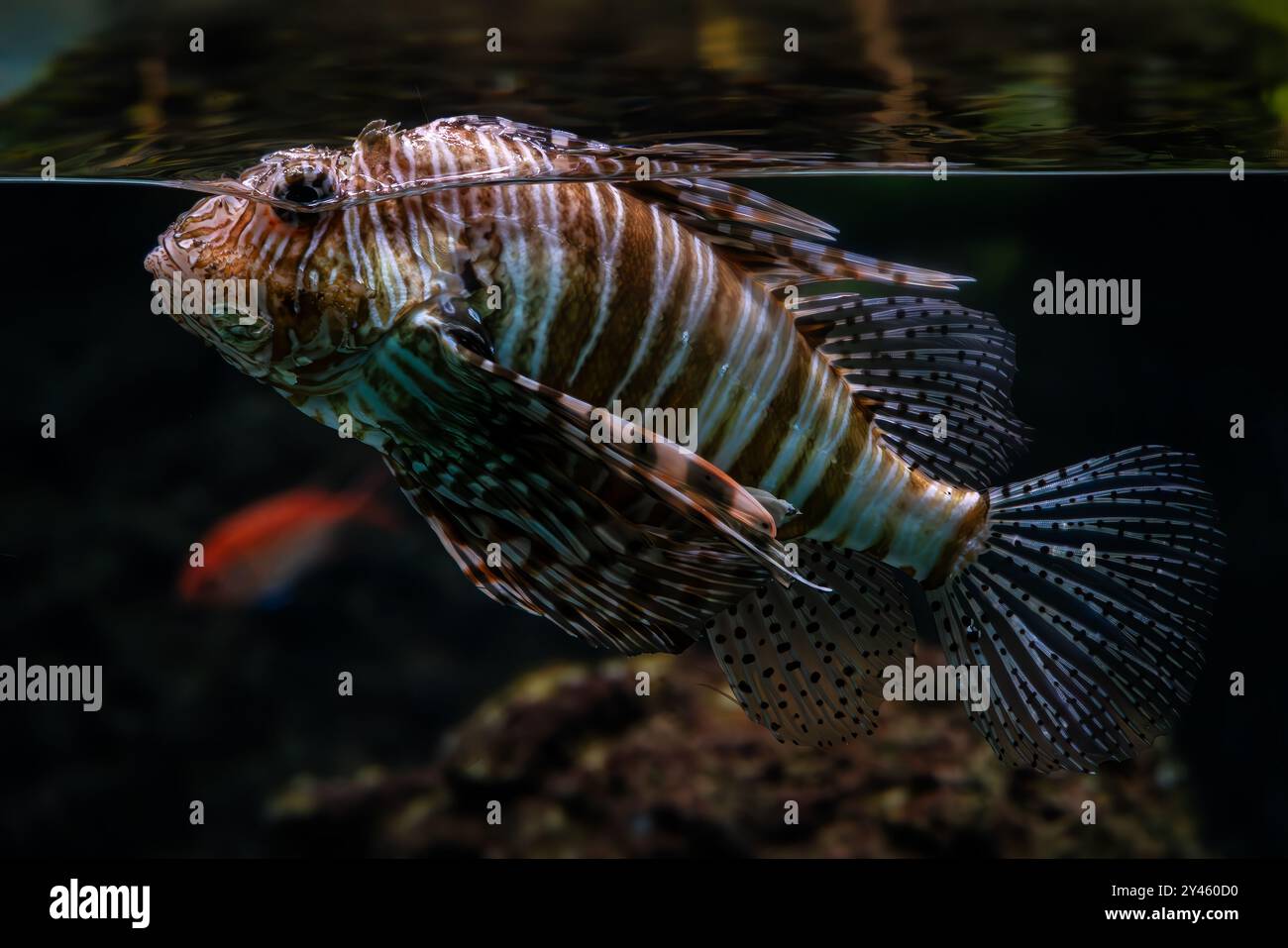 Red Lionfish - Pterois volitans – beautiful colored venomous coral reef ...