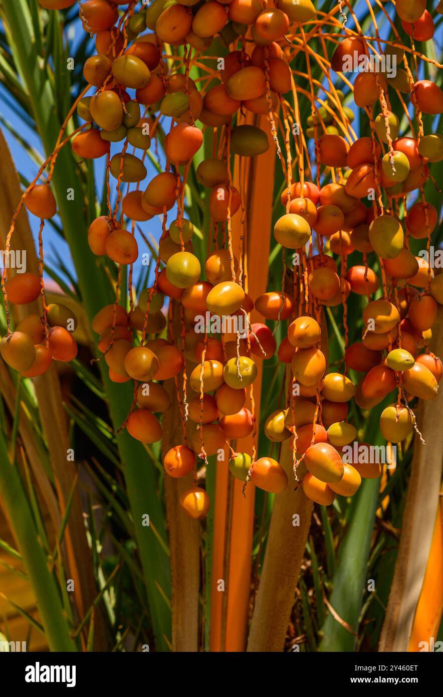 .Closeup, Ripes with yellow fruits dates (Phoenix dactylifera Stock ...