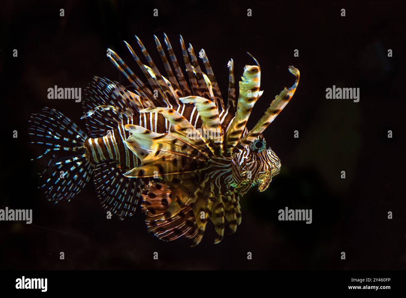 Red Lionfish - Pterois volitans – beautiful colored venomous coral reef ...