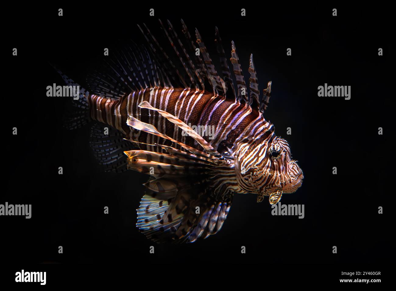 Red Lionfish - Pterois volitans – beautiful colored venomous coral reef ...