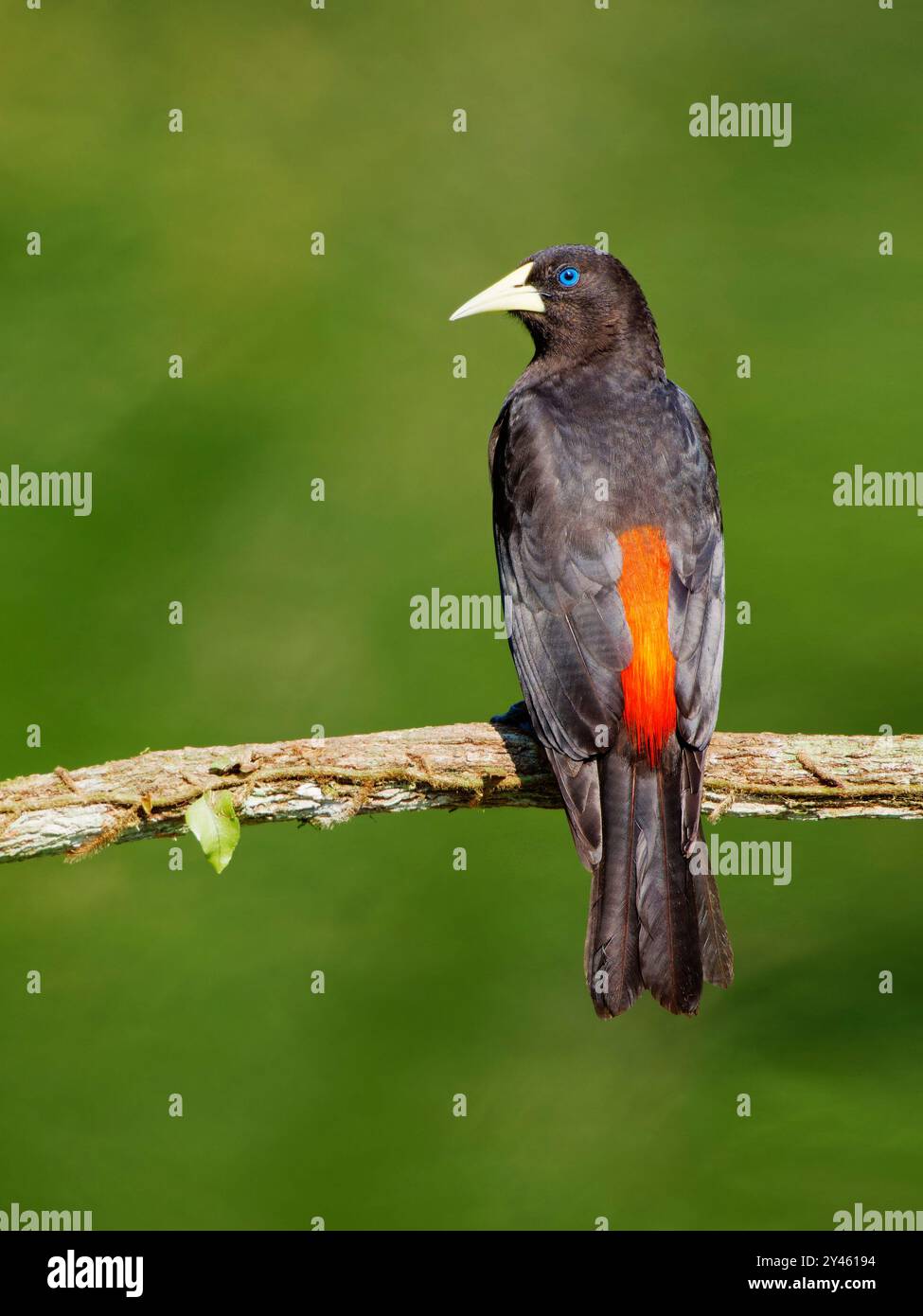 Red-rumped Cacique Cacicus haemorrhous Atlantic Forest, Brazil BI041438 ...