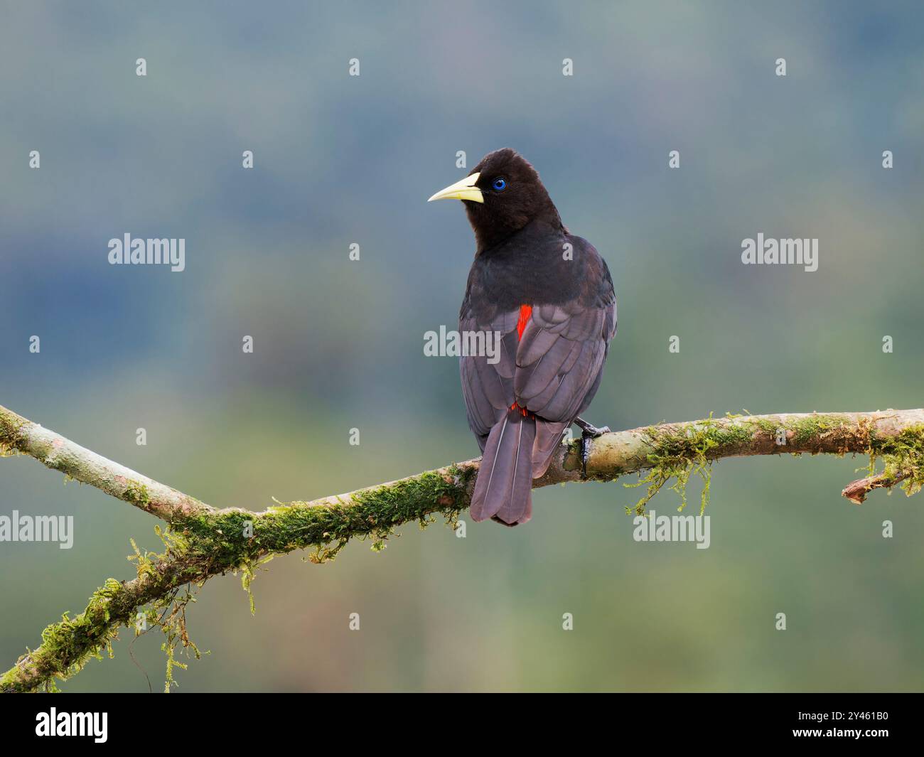 Red-rumped Cacique Cacicus haemorrhous Atlantic Forest, Brazil BI041439 ...
