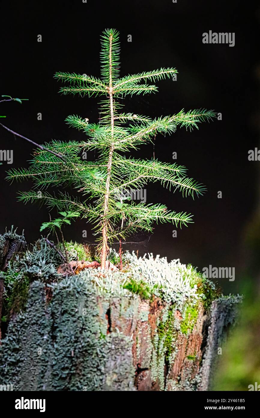 Misty outdoor christmas tree hi-res stock photography and images - Alamy