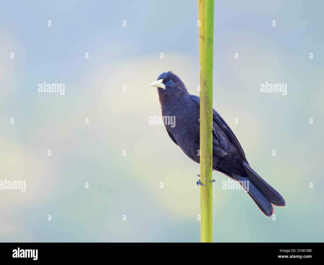 Red-rumped Cacique Cacicus haemorrhous Atlantic Forest, Brazil BI041441 ...