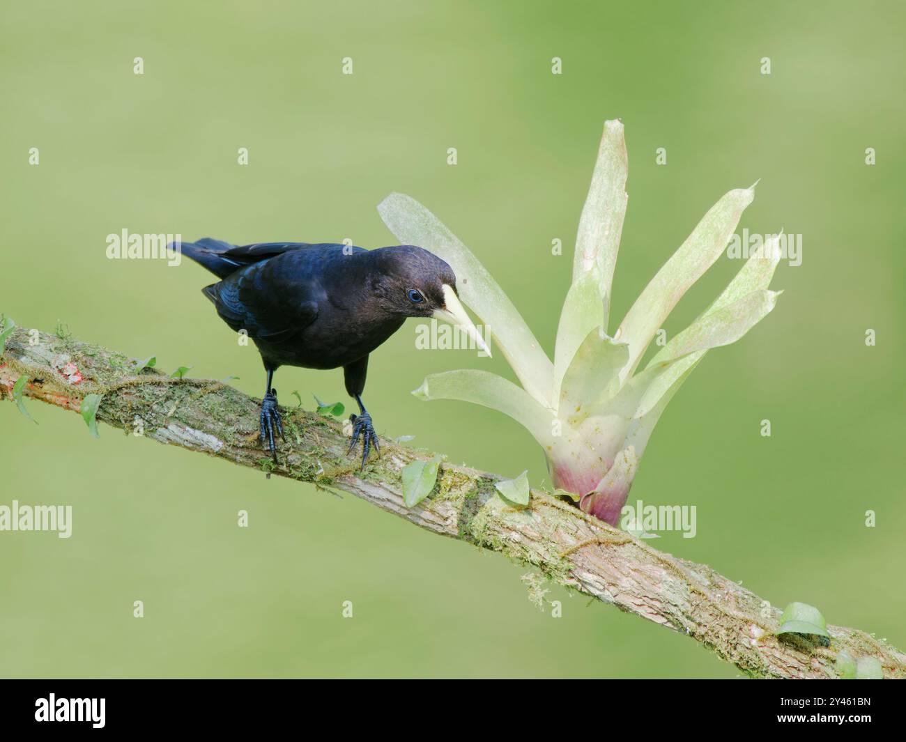 Red-rumped Cacique Cacicus haemorrhous Atlantic Forest, Brazil BI041442 ...