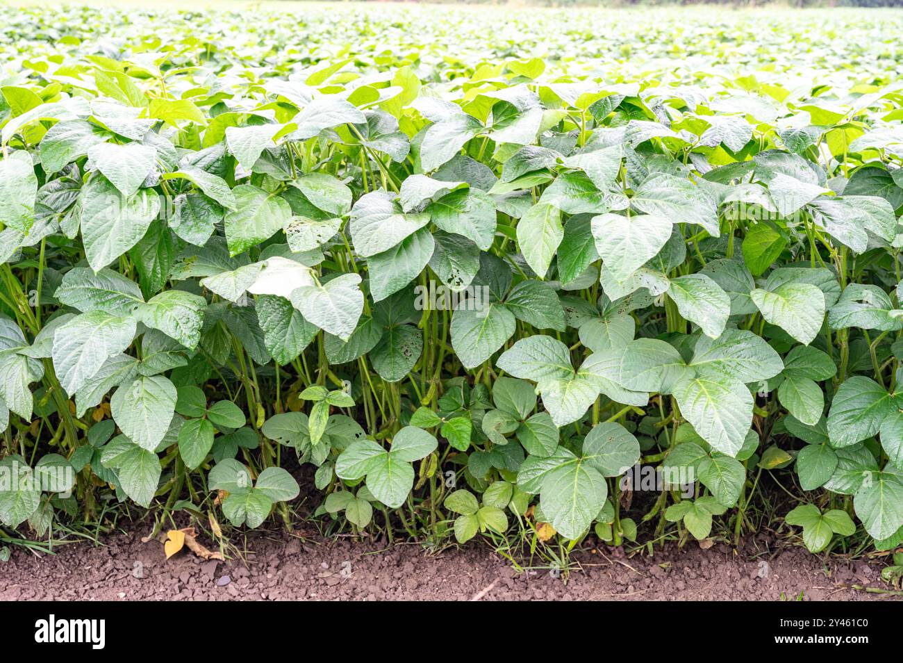 Soybean field, with soybean plants that are growing Stock Photo - Alamy