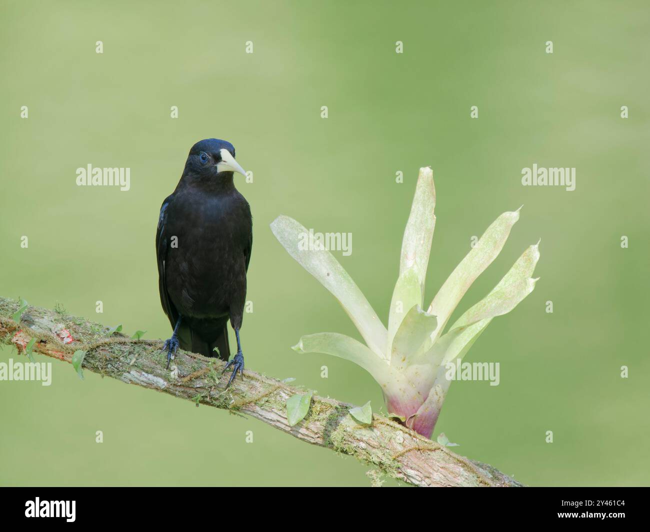 Red-rumped Cacique Cacicus haemorrhous Atlantic Forest, Brazil BI041444 ...