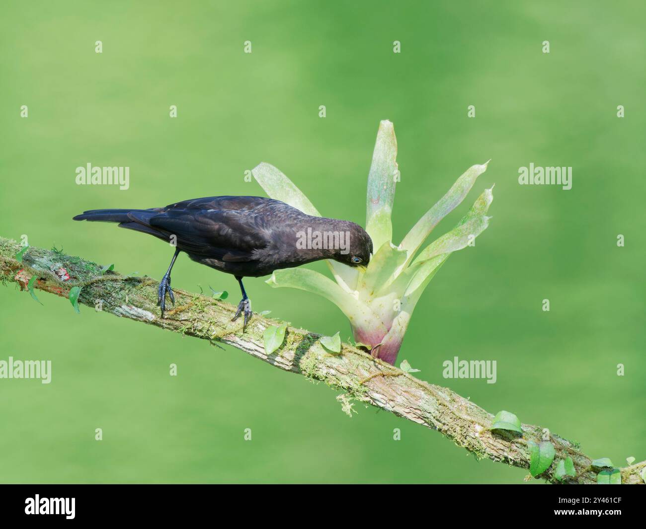 Red-rumped Cacique Cacicus haemorrhous Atlantic Forest, Brazil BI041446 ...