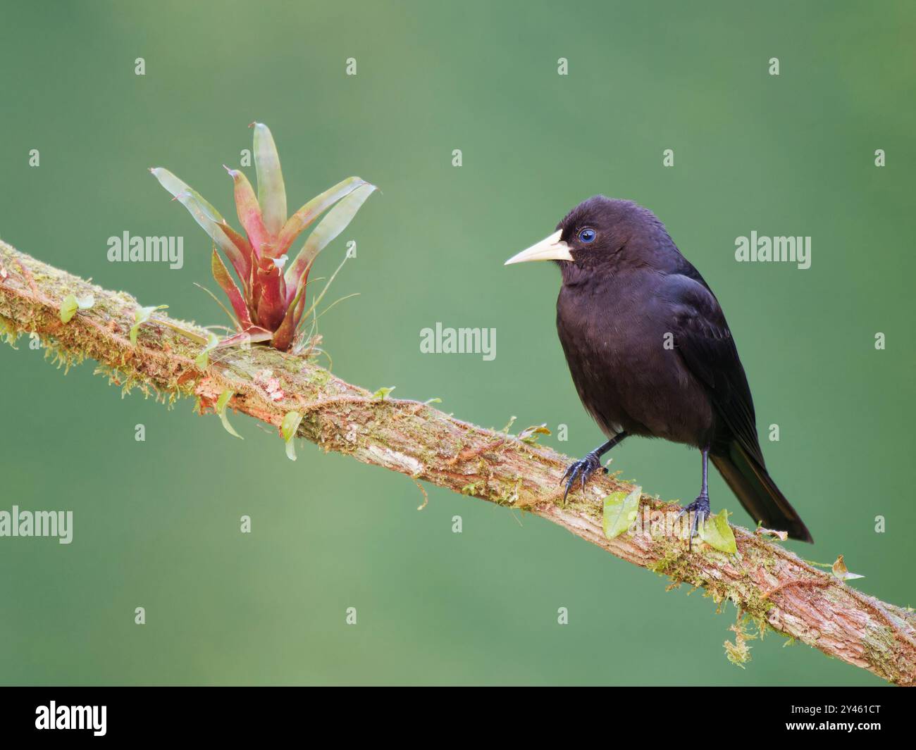 Red-rumped Cacique Cacicus haemorrhous Atlantic Forest, Brazil BI041447 ...