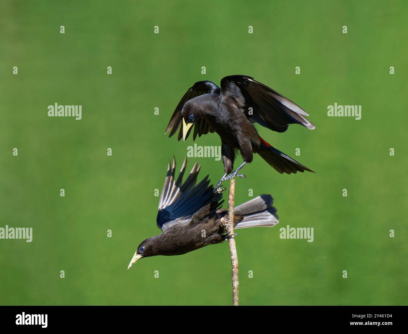 Red-rumped Cacique fighting Cacicus haemorrhous Atlantic Forest, Brazil ...