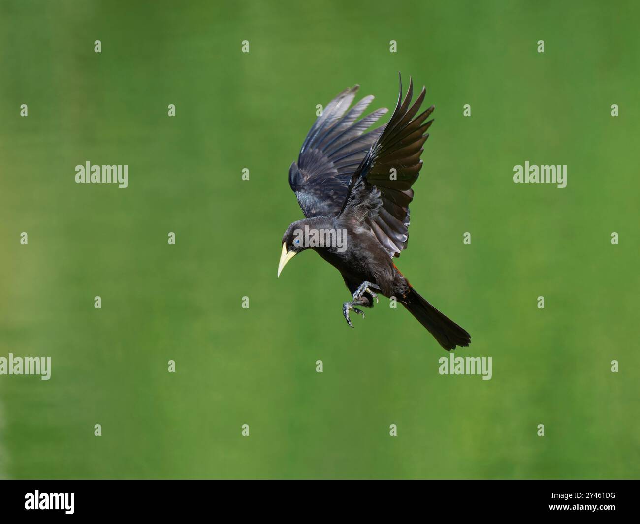 Red-rumped Cacique in flight Cacicus haemorrhous Atlantic Forest ...