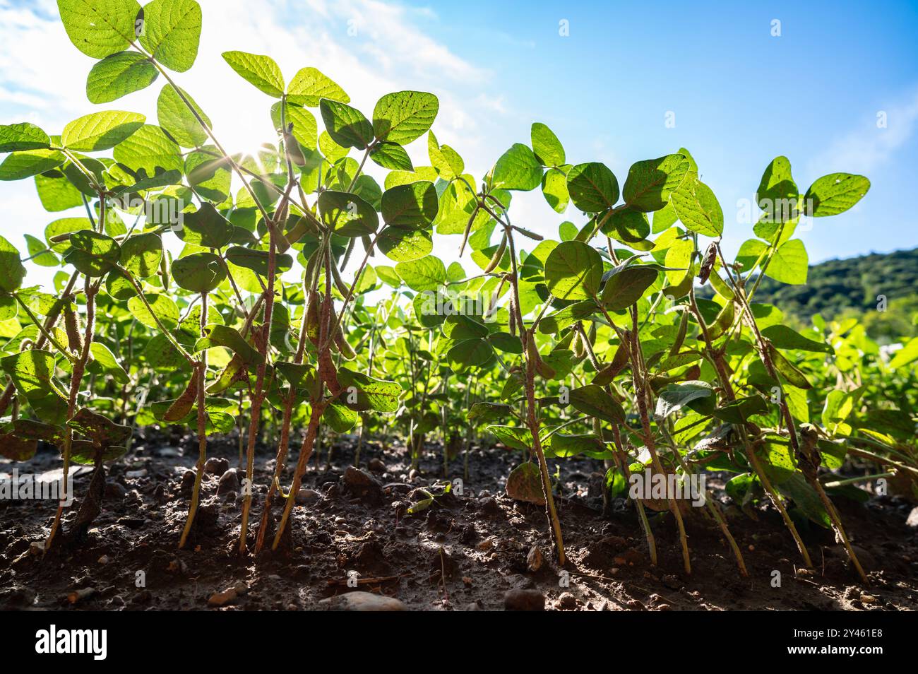 Soybean field, with soybean plants that are growing Stock Photo - Alamy
