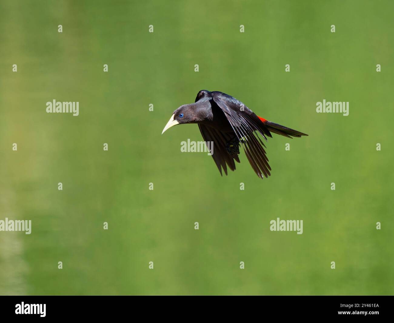 Red-rumped Cacique in flight Cacicus haemorrhous Atlantic Forest ...
