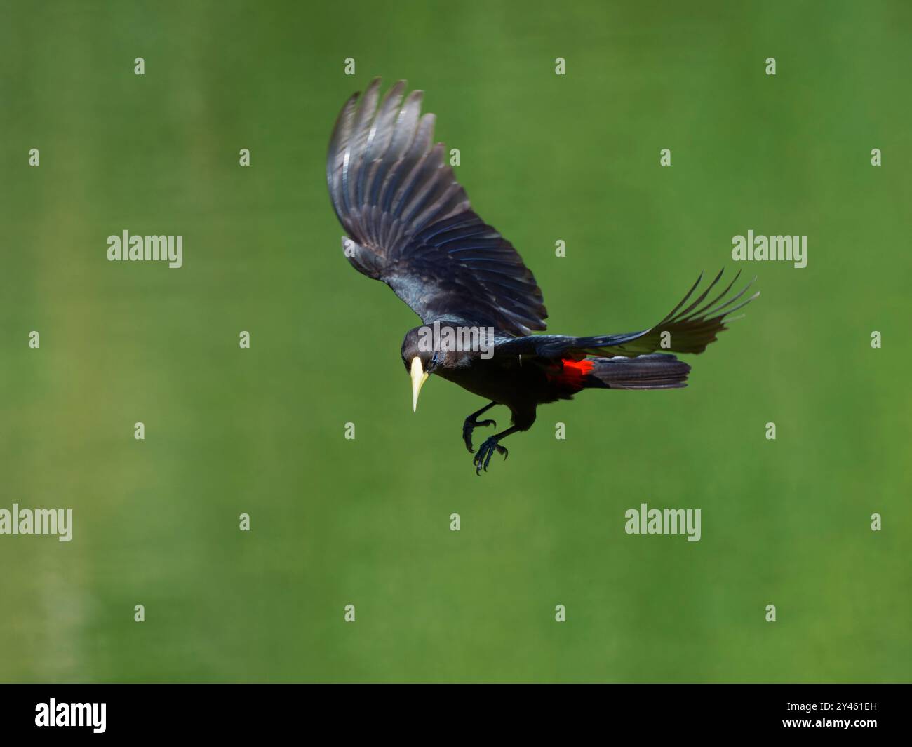 Red-rumped Cacique in flight Cacicus haemorrhous Atlantic Forest ...