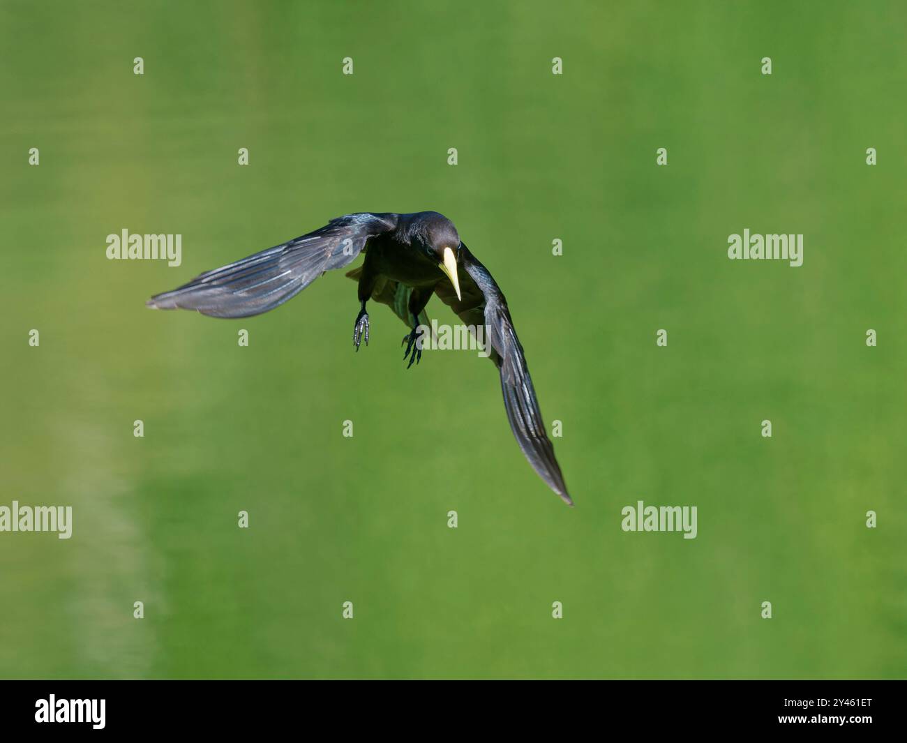 Red-rumped Cacique in flight Cacicus haemorrhous Atlantic Forest ...