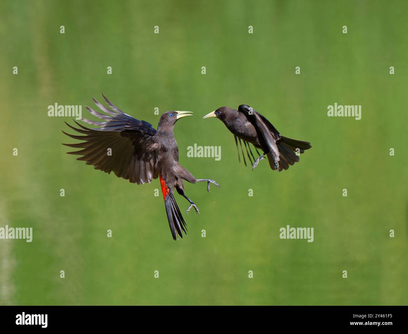 Red-rumped Cacique fighting Cacicus haemorrhous Atlantic Forest, Brazil ...