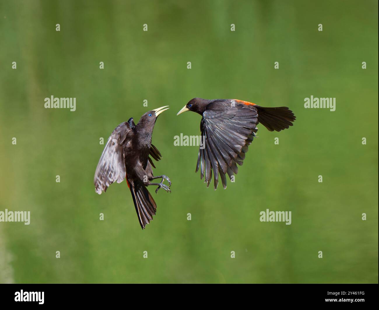 Red-rumped Cacique fighting Cacicus haemorrhous Atlantic Forest, Brazil ...