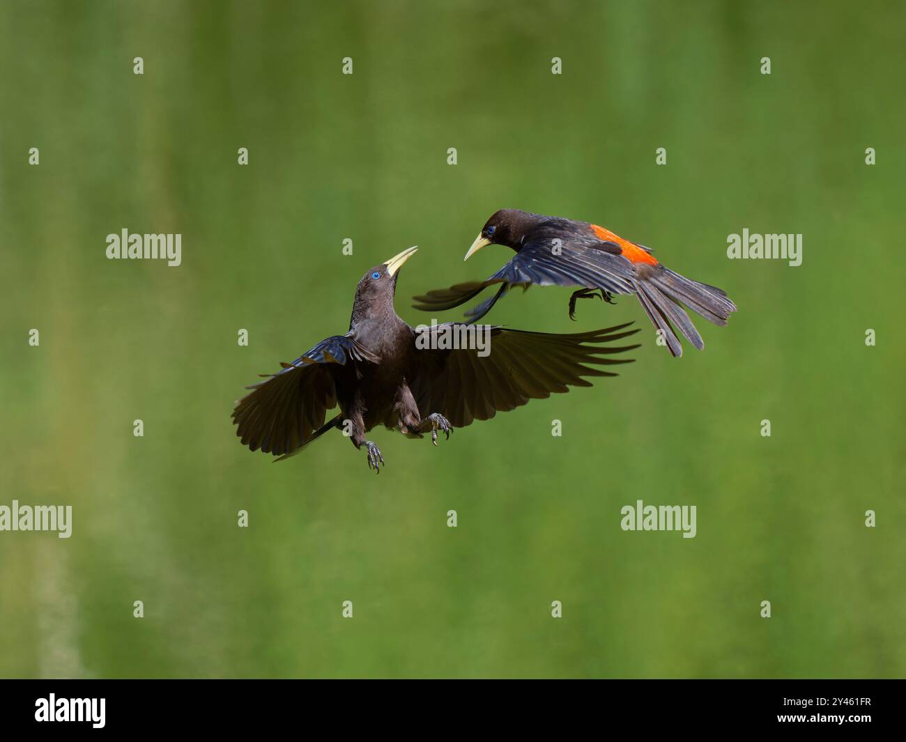 Red-rumped Cacique fighting Cacicus haemorrhous Atlantic Forest, Brazil ...