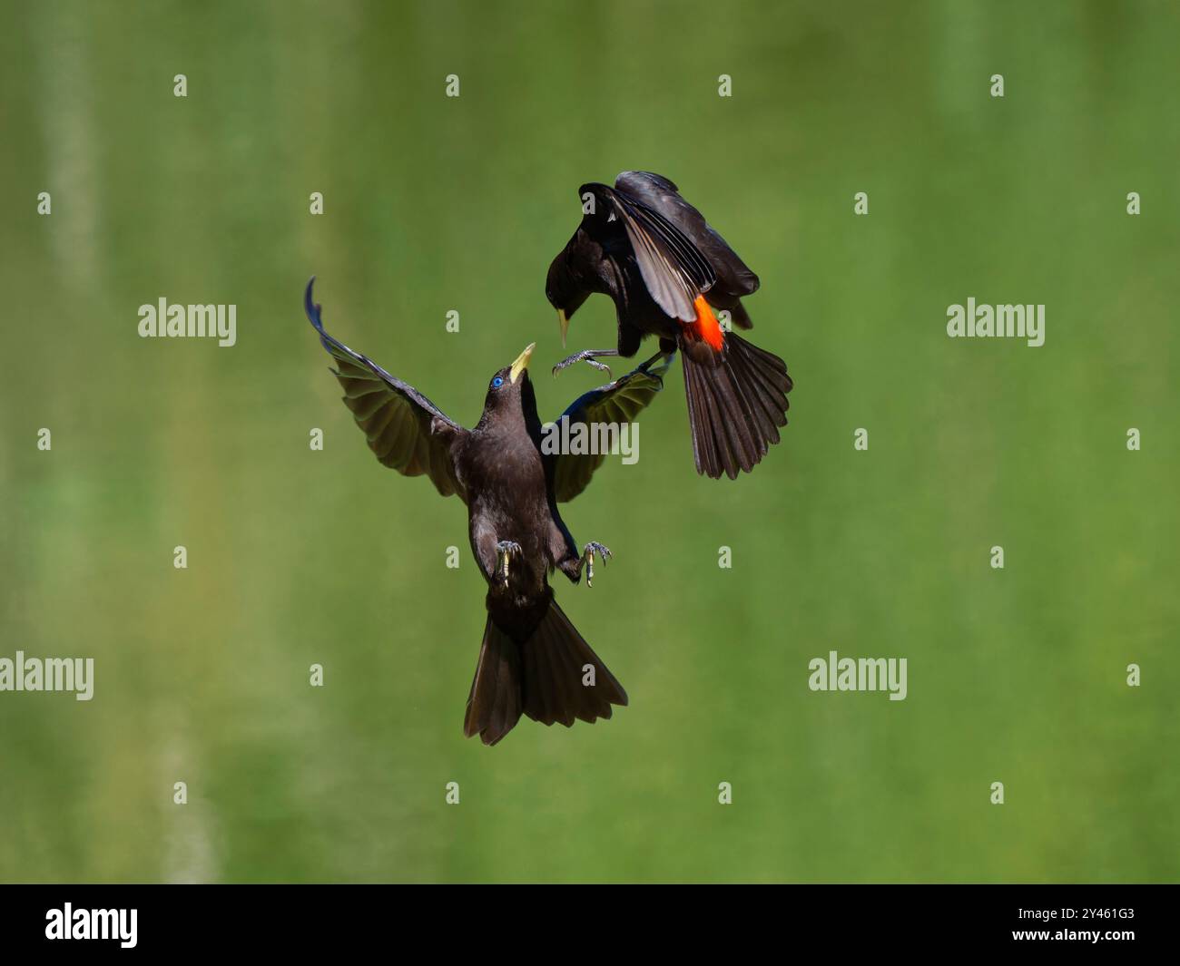 Red-rumped Cacique fighting Cacicus haemorrhous Atlantic Forest, Brazil ...