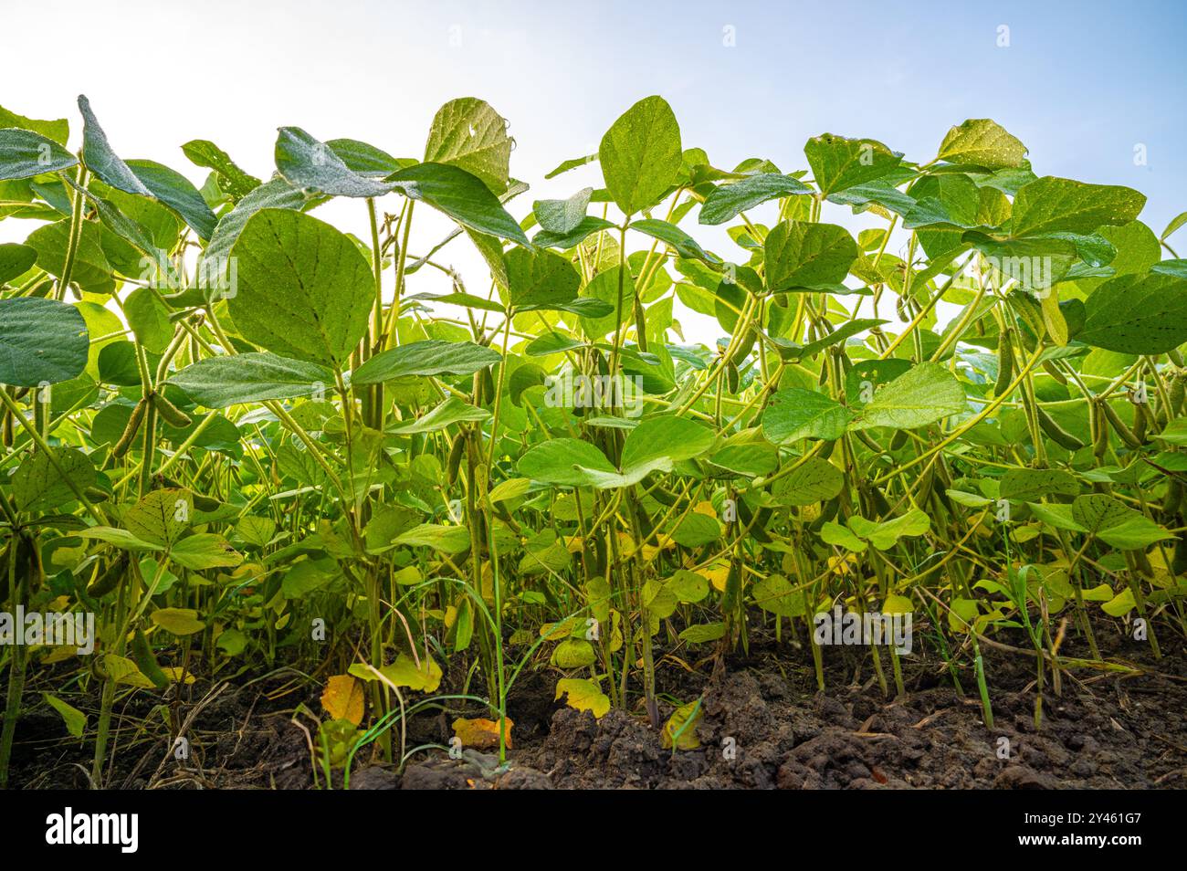 Soybean field, with soybean plants that are growing Stock Photo - Alamy