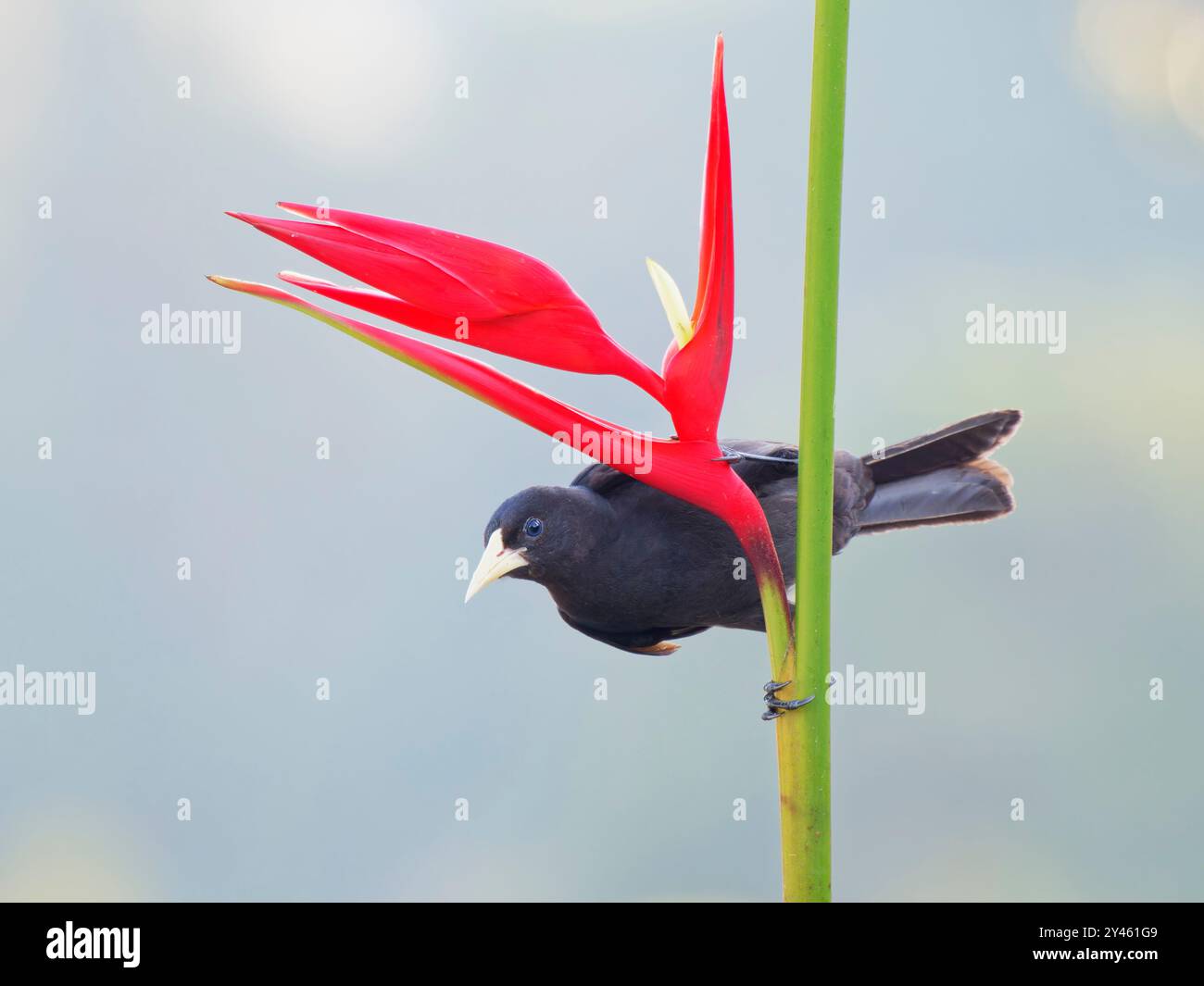 Red-rumped Cacique on Heliconia flower Cacicus haemorrhous Atlantic ...