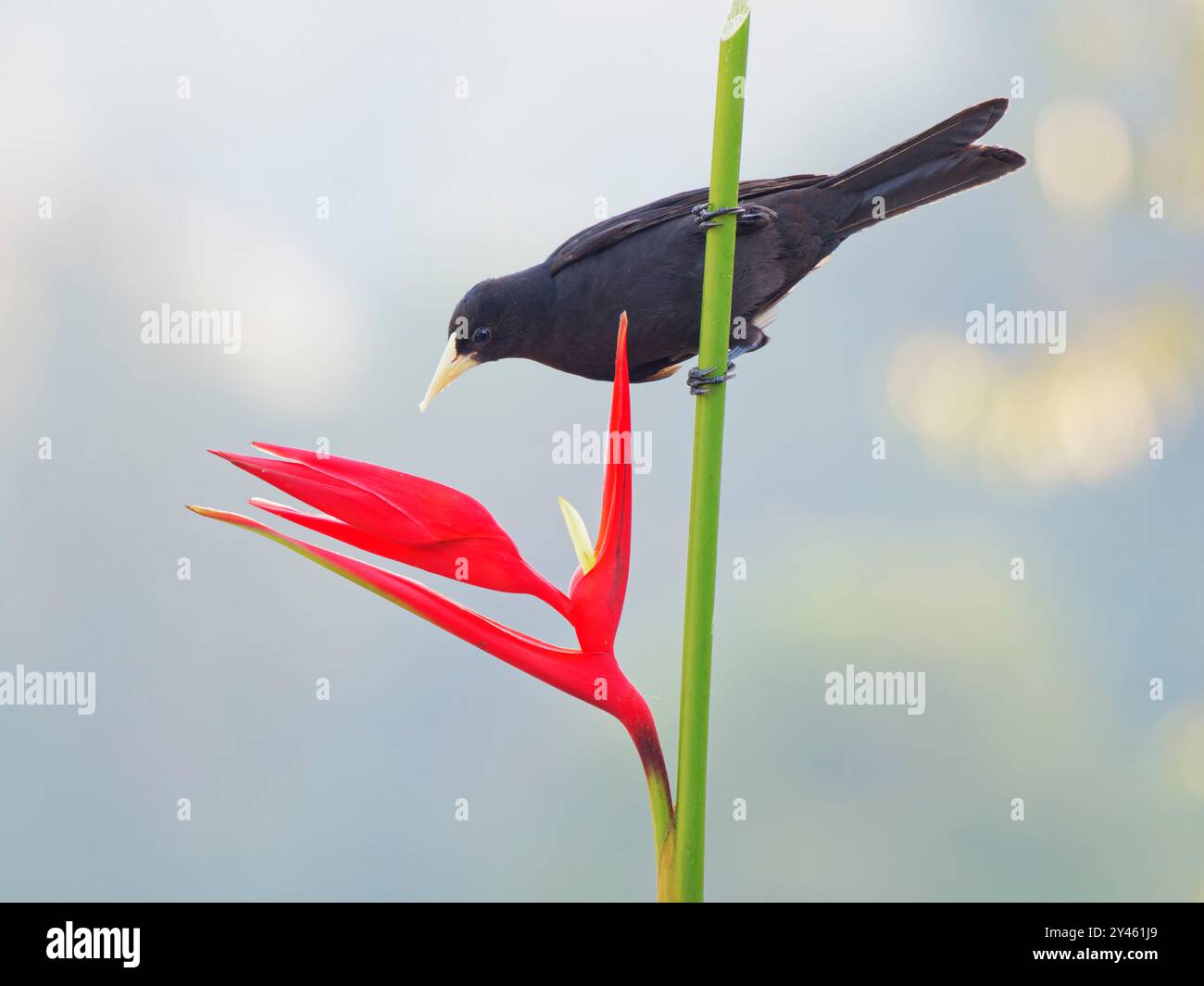 Red-rumped Cacique on Heliconia flower Cacicus haemorrhous Atlantic ...