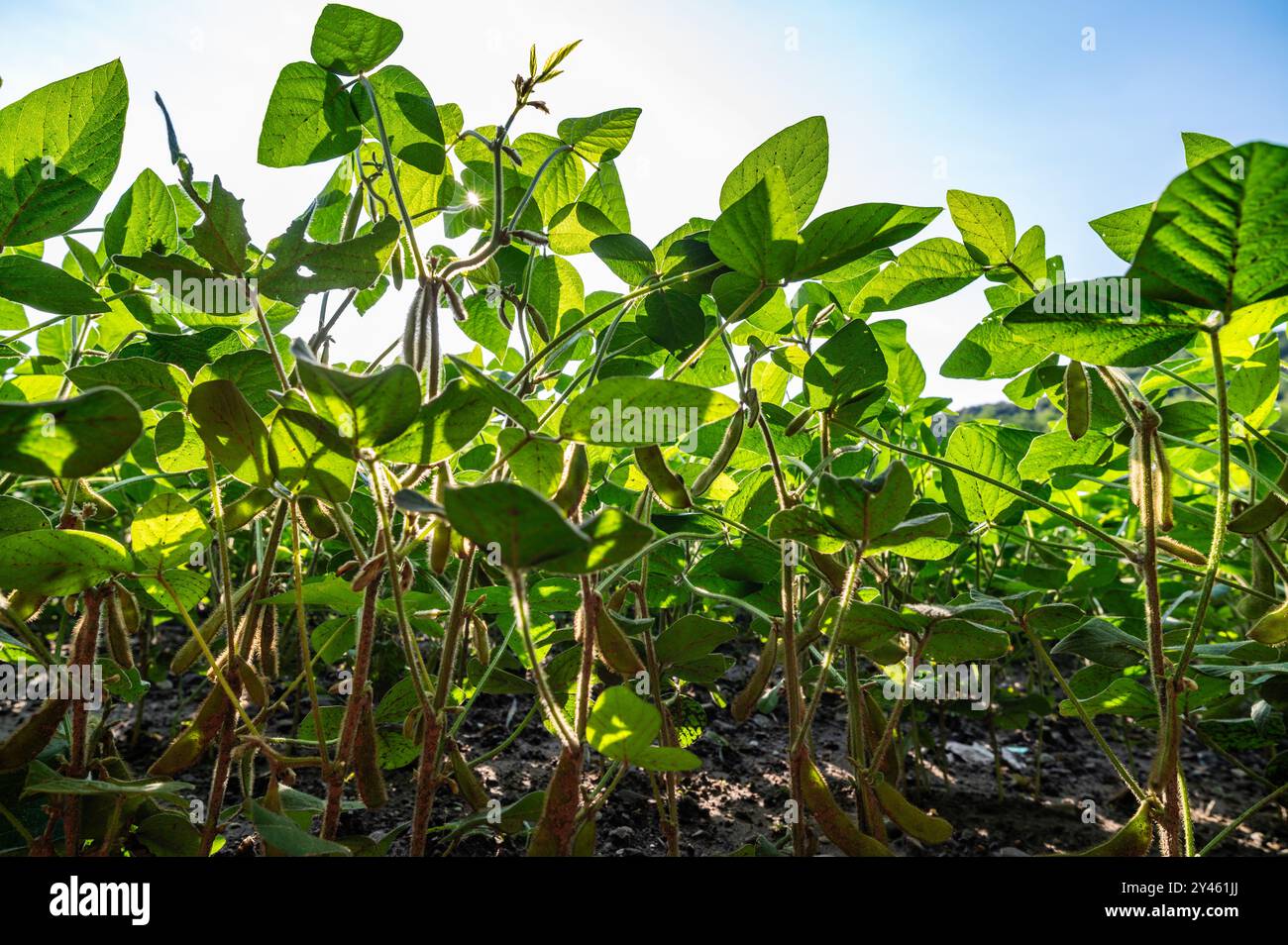 Soybean field, with soybean plants that are growing Stock Photo - Alamy