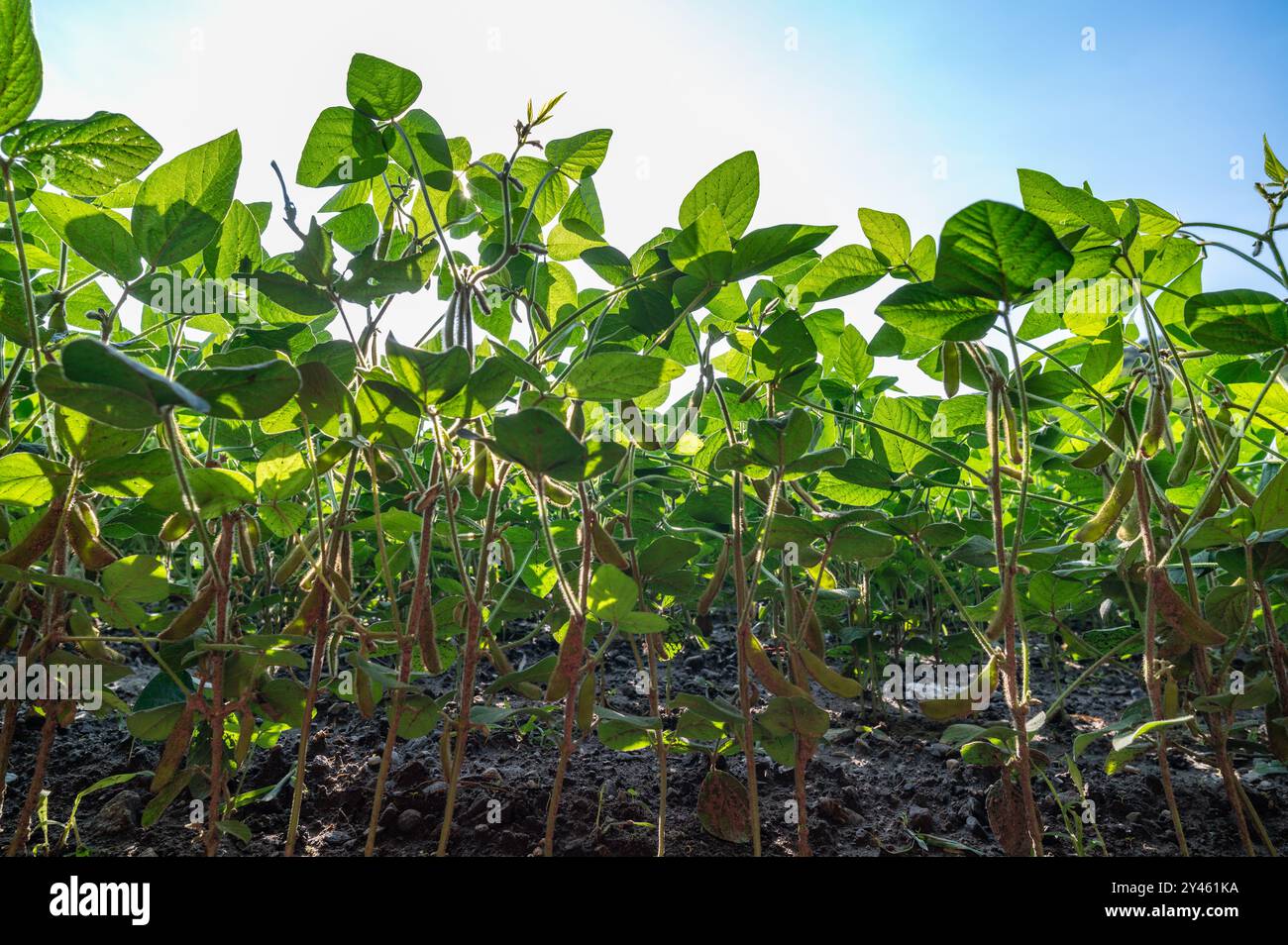 Soybean field, with soybean plants that are growing Stock Photo - Alamy