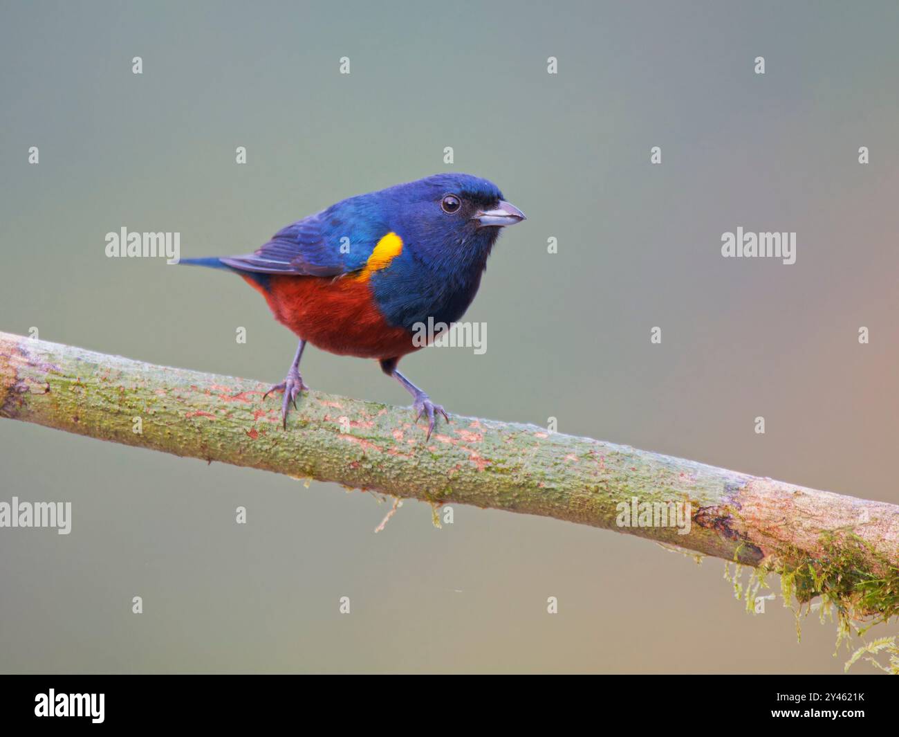 Chestnut-bellied Euphonia Euphonia pectoralis Atlantic Forest, Brazil ...