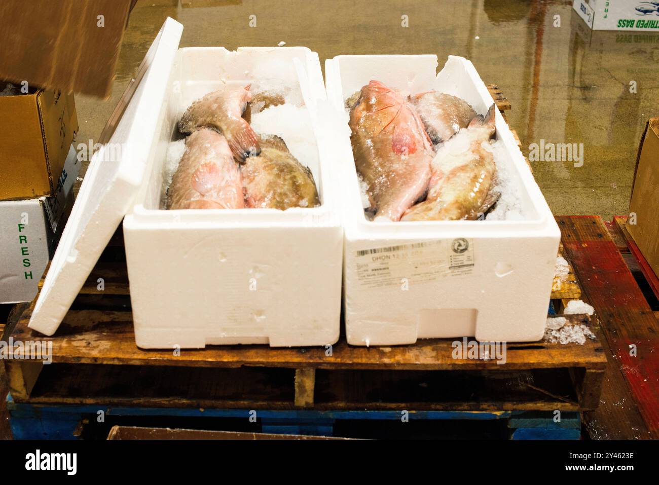 Fresh fish frozen Freshly frozen fish on display in iced boxes at the ...