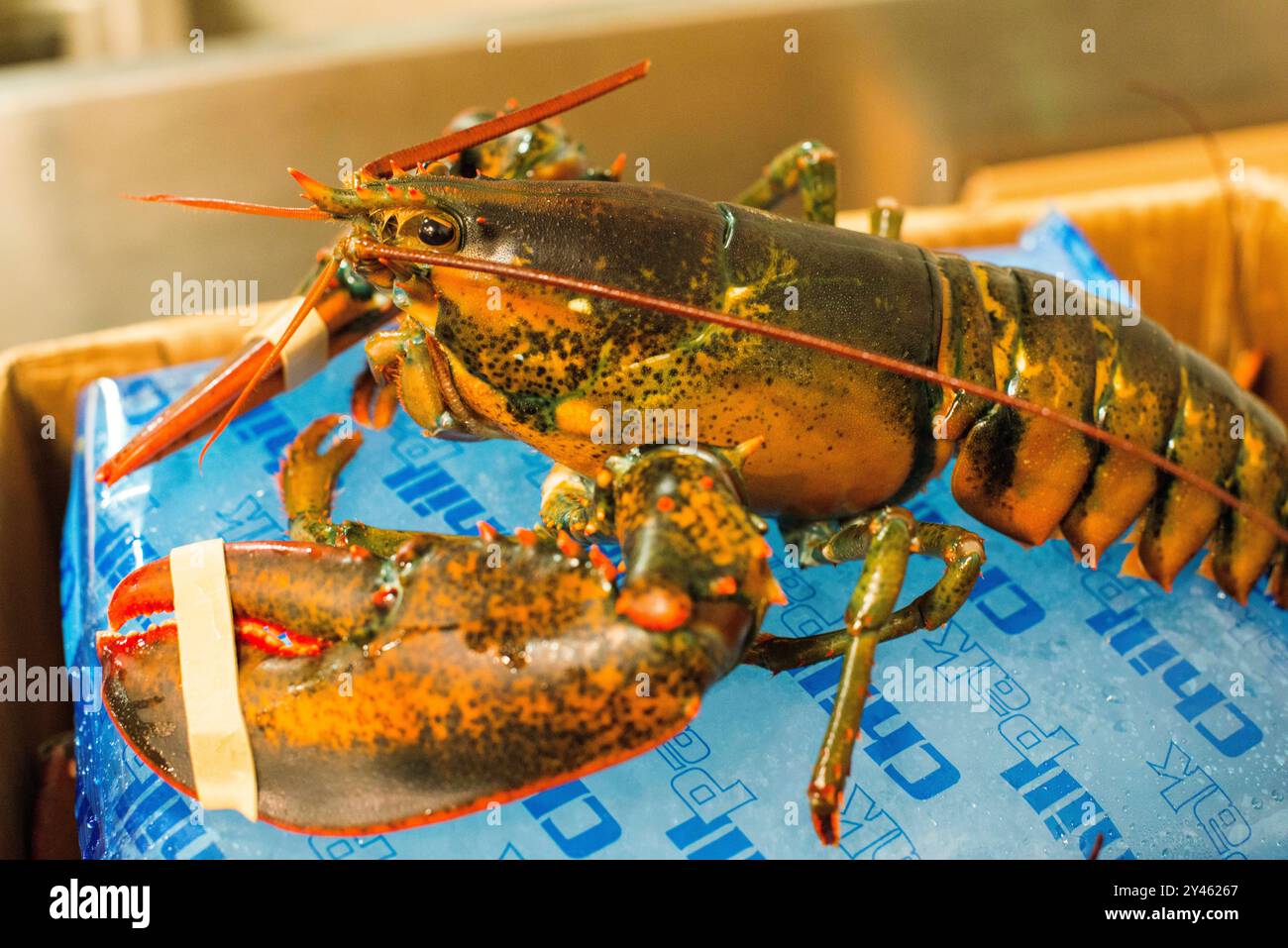 Fresh lobster for sale Freshand still alive lobster on display in a ...